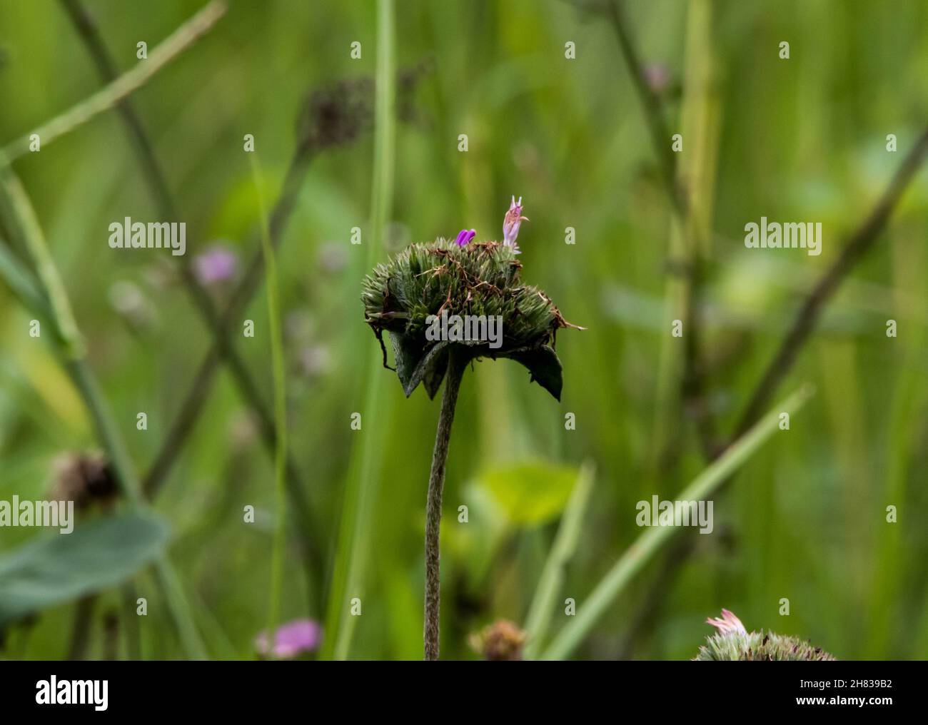 A view of a rotten flower Stock Photo - Alamy