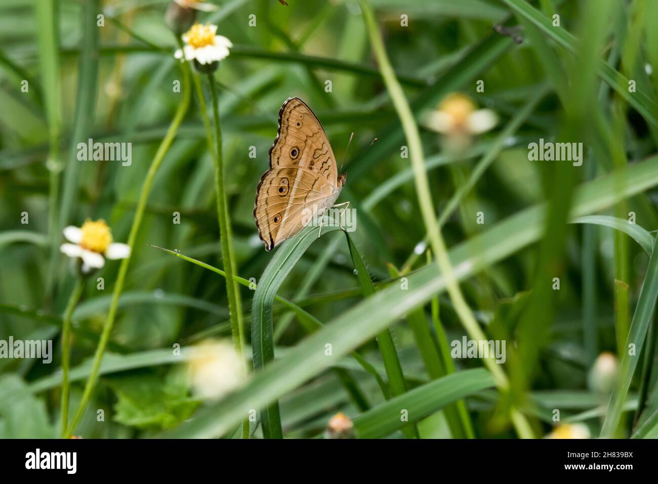 A view of a pale yellow butterfly with black spots on its feathers ...