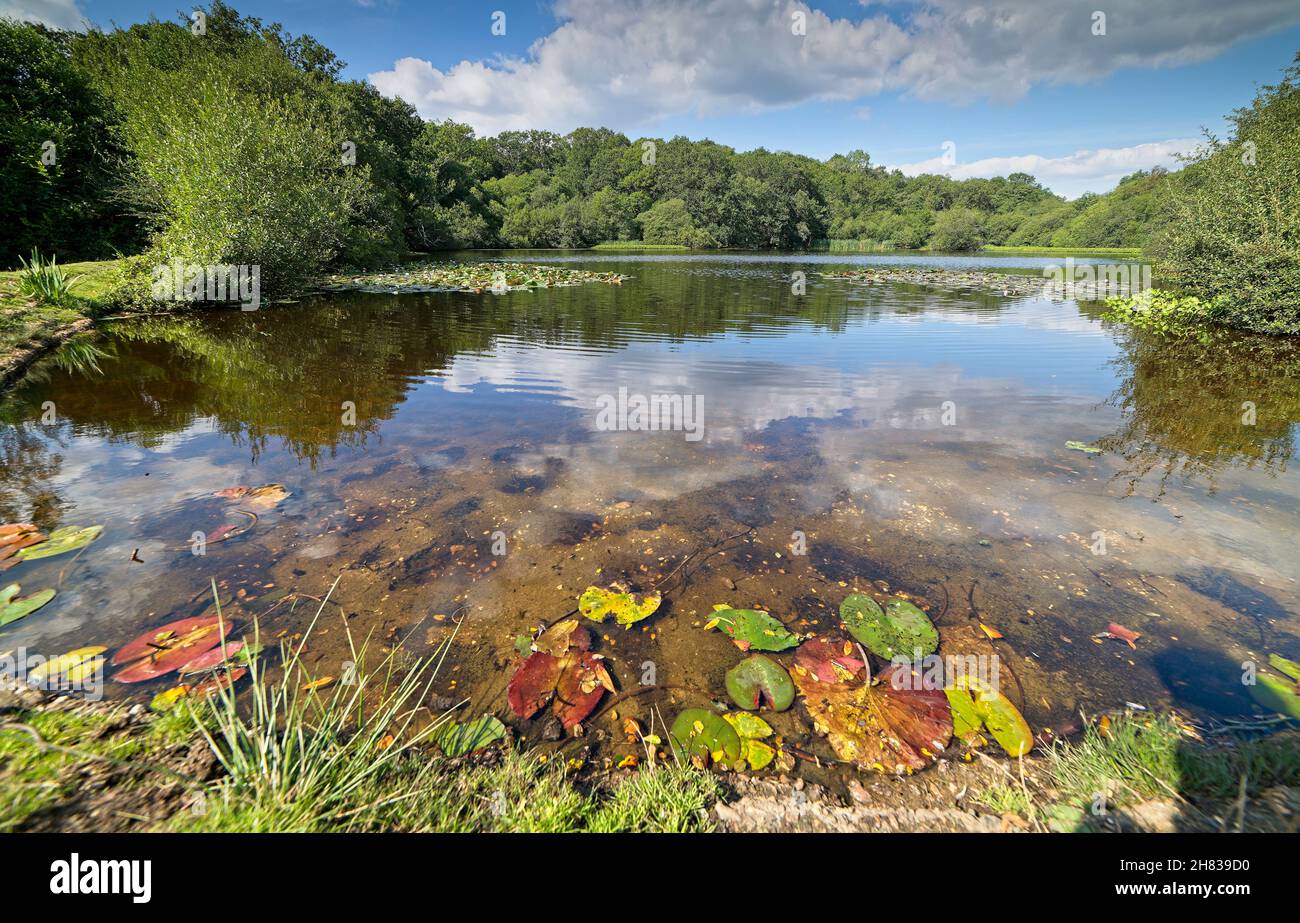 Water lilies on a New Forest Pond Stock Photo - Alamy