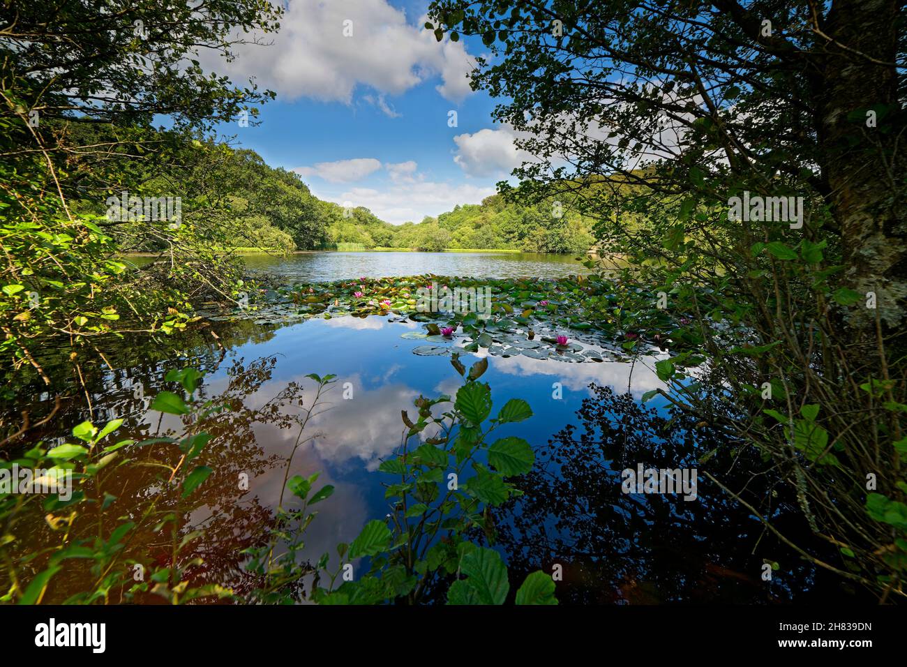 Water lilies on a New Forest Pond Stock Photo - Alamy