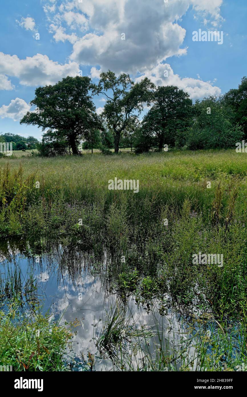 Water meadow in Southern England Stock Photo - Alamy