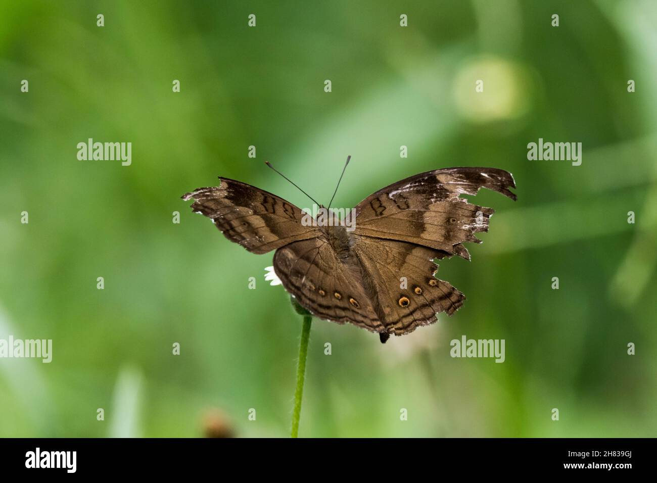 Broken butterfly wings hi-res stock photography and images - Alamy