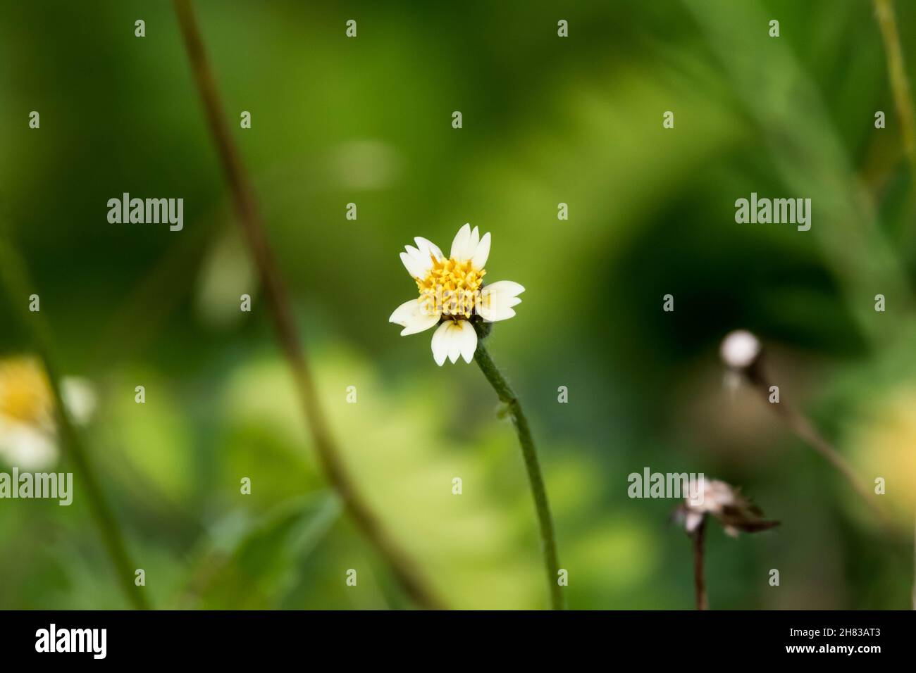 Small white flower illustration hi-res stock photography and images - Alamy