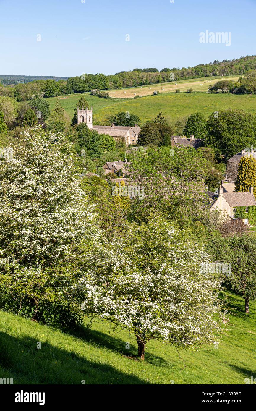 Hawthorn in blossom on the hillside above the Cotswold village of ...