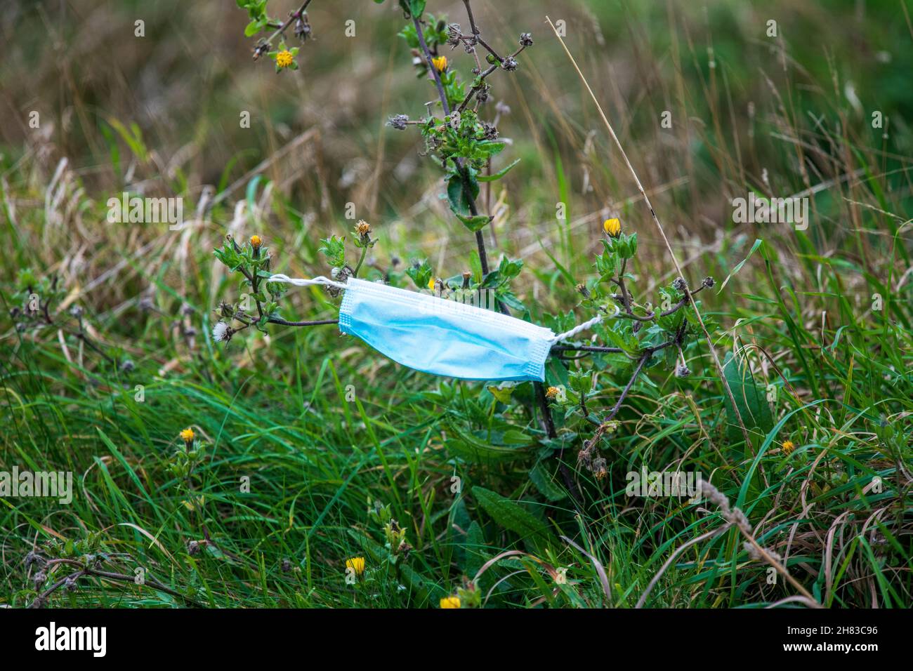 Mask thrown in nature hanging on a plant Stock Photo - Alamy