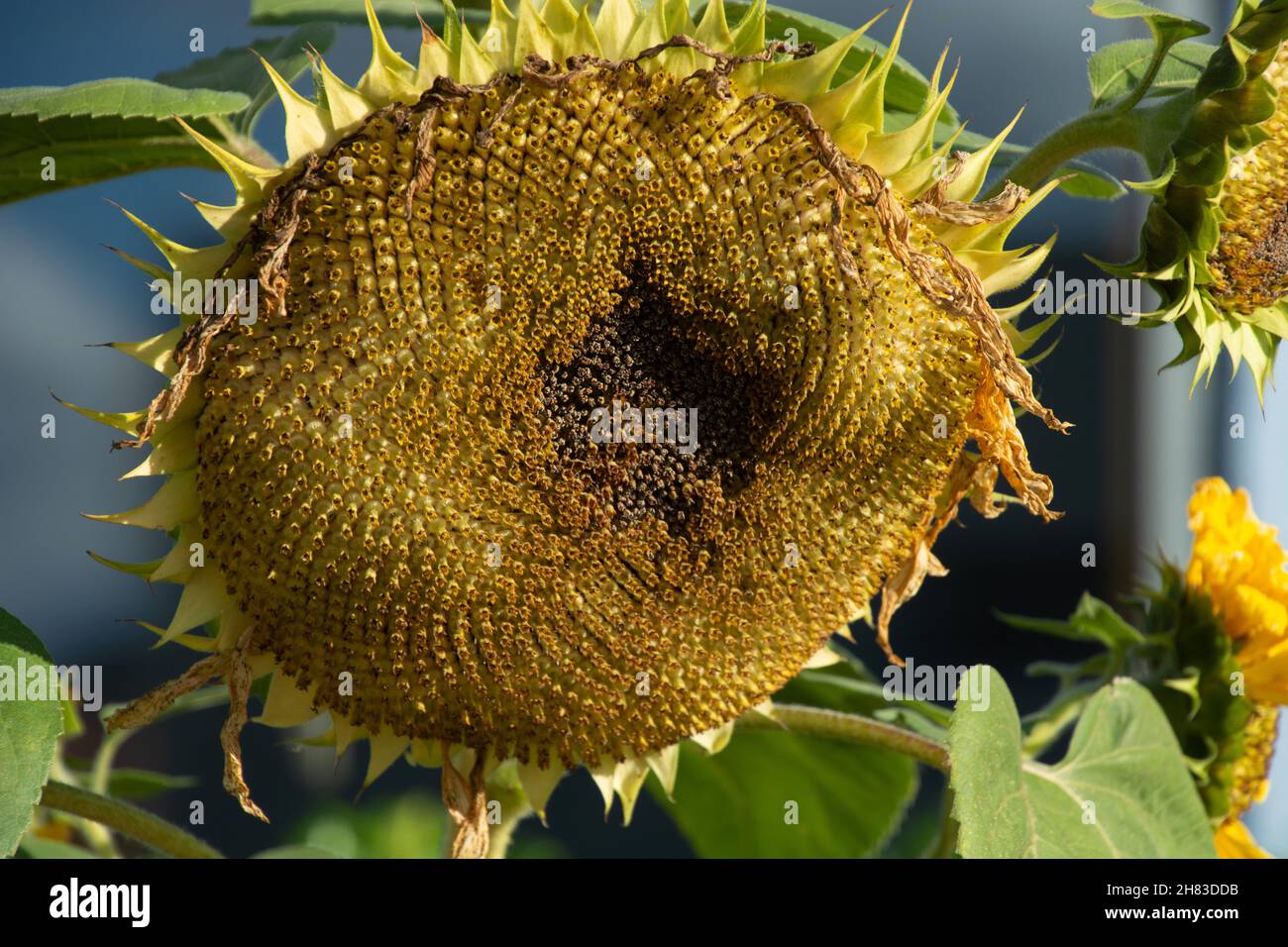 big and ripe sunflower head in the warm october sun in bavaria Stock ...
