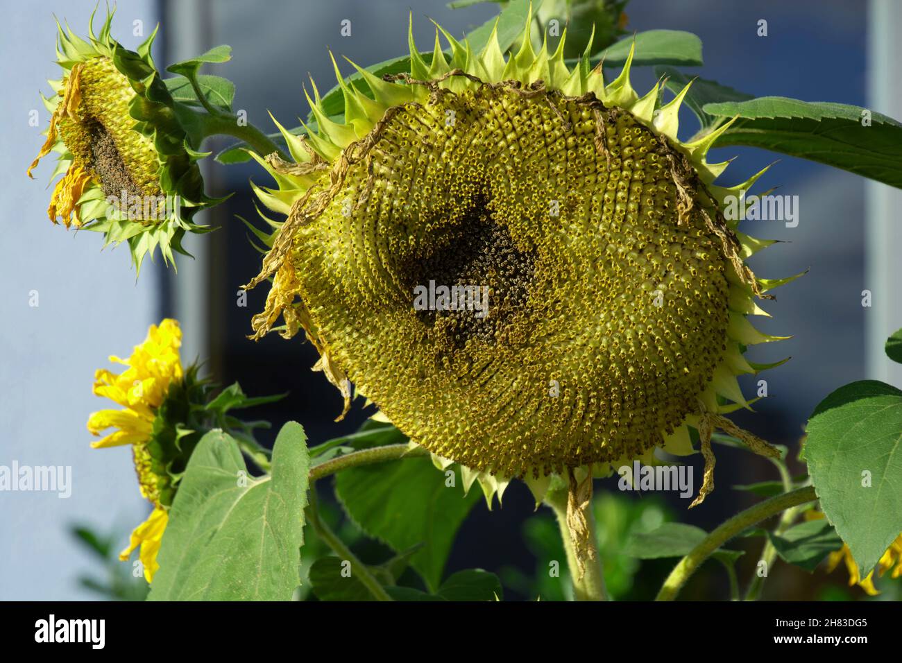 Ripe sunflower plant garden seeds hi-res stock photography and images ...