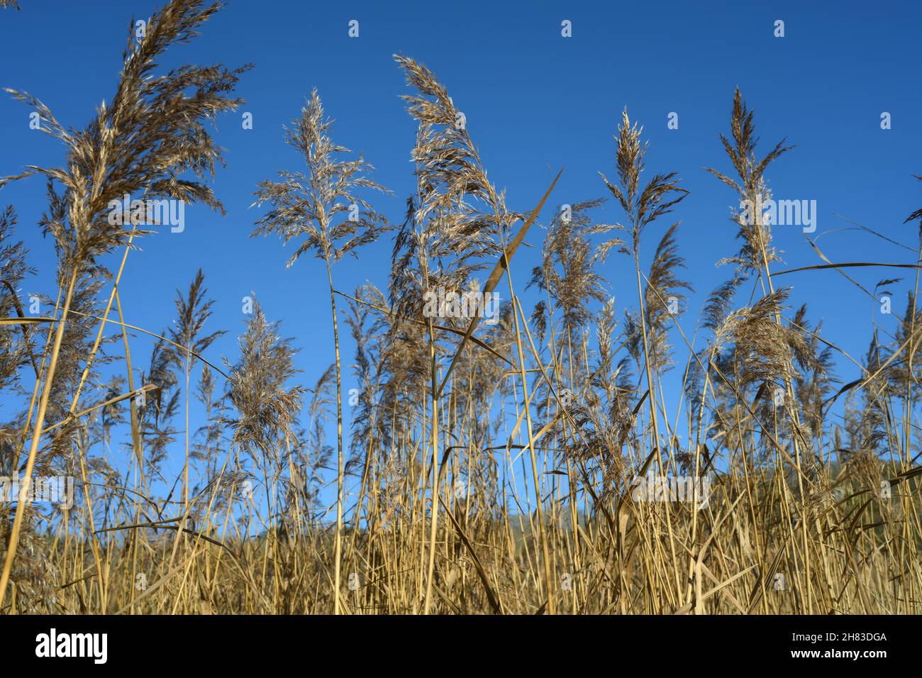 phragmites reed marsh seed heads blowing in the wind Stock Photo - Alamy