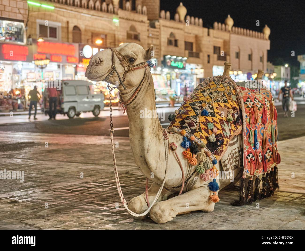 Cute camel hi-res stock photography and images - Alamy