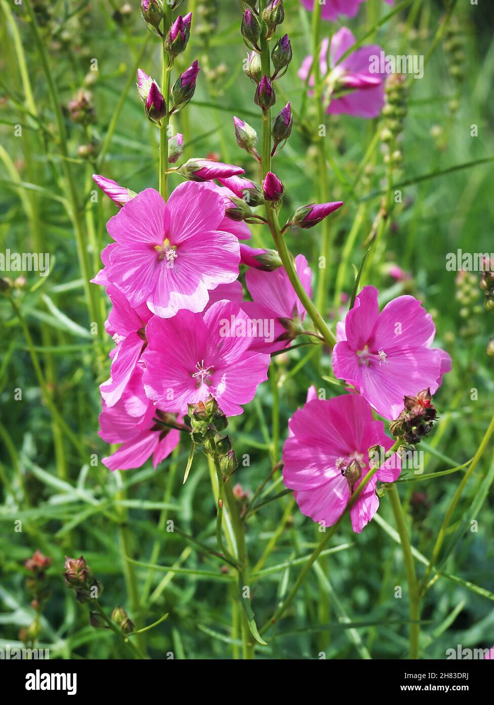 Pretty bright pink mallow flowers and buds Stock Photo - Alamy