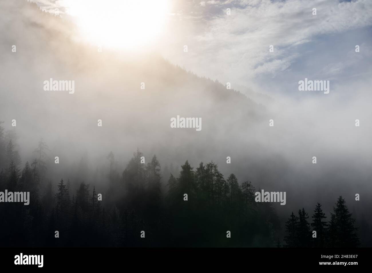 Rainy pine forest in the dolomites hi-res stock photography and images ...