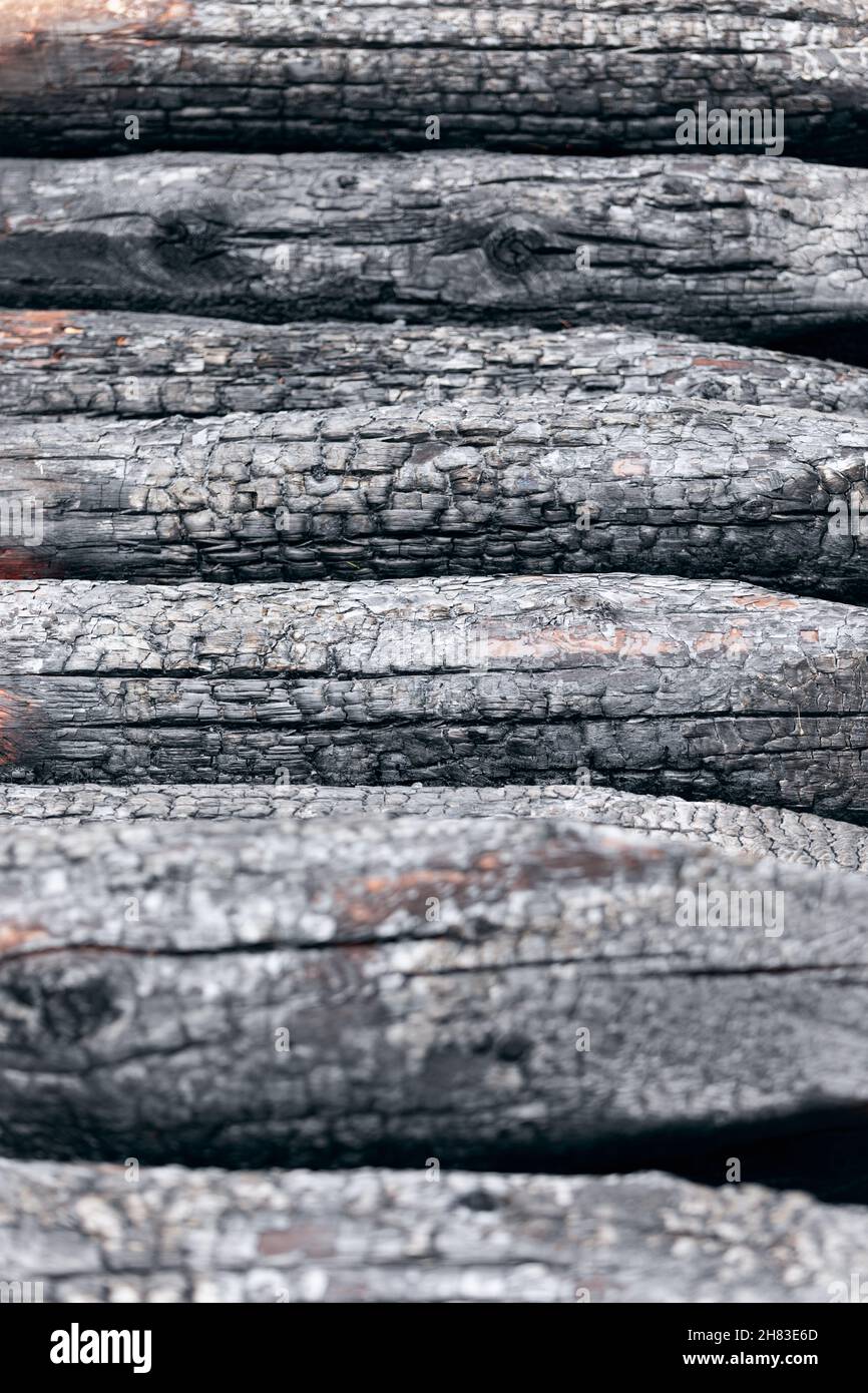 Charred tree trunks hi-res stock photography and images - Alamy