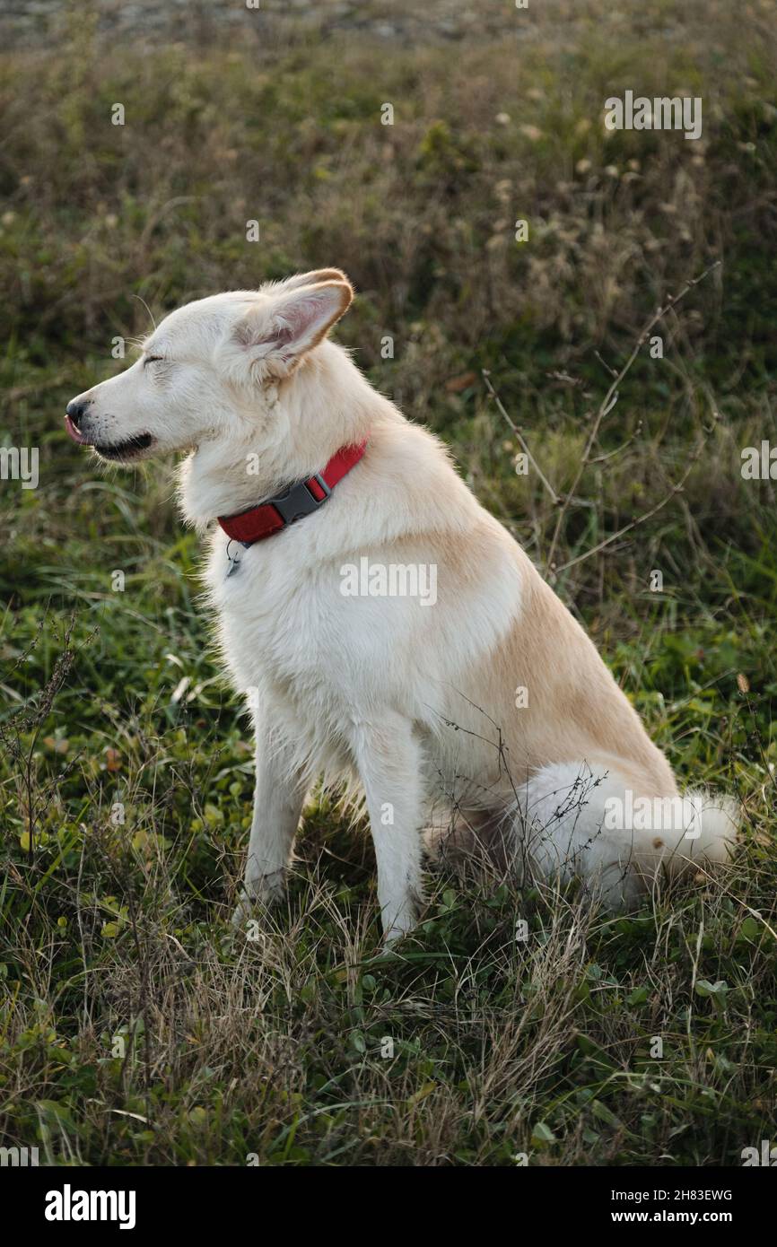 Cute young mongrel dog of white red color walks in nature. A half breed ...