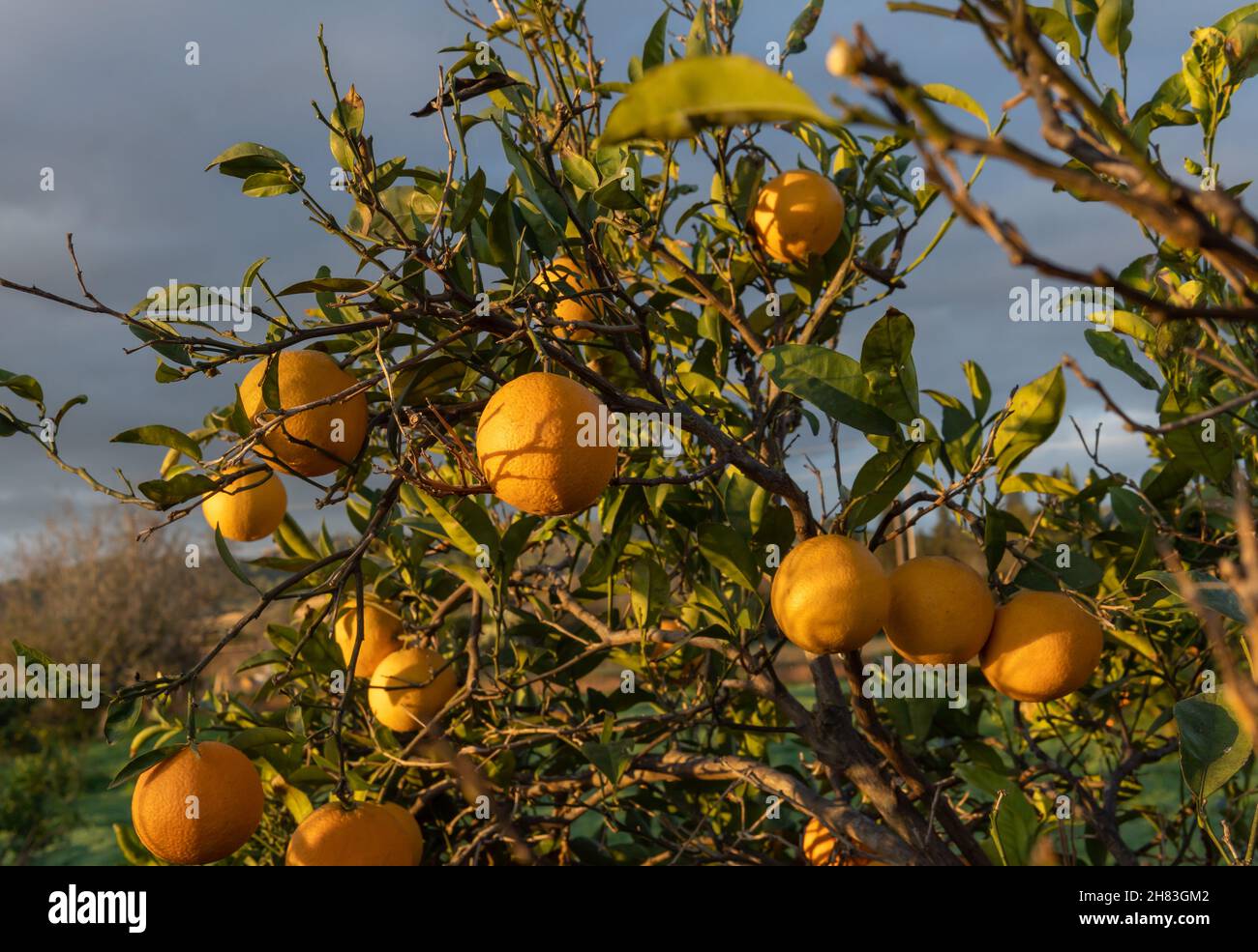 Seasonal freshness hi-res stock photography and images - Alamy