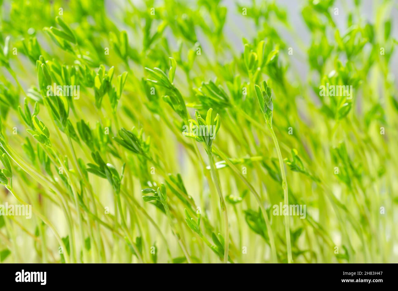 Puy lentil microgreens, front view closeup. Le Puy lentil seedlings ...