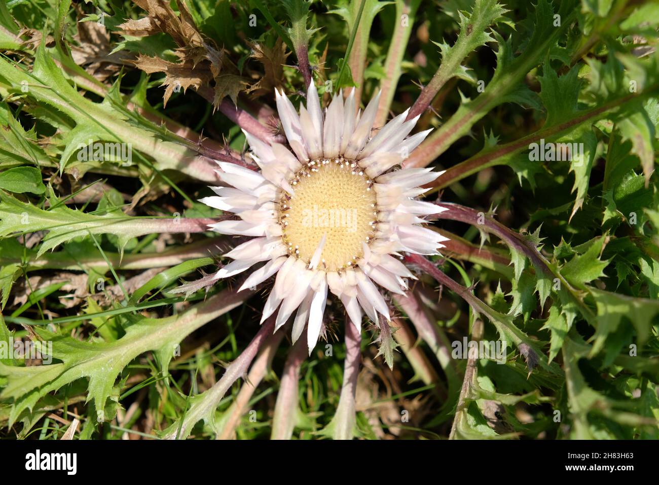 Carlina acaulis, the stemless carline thistle, dwarf carline thistle ...