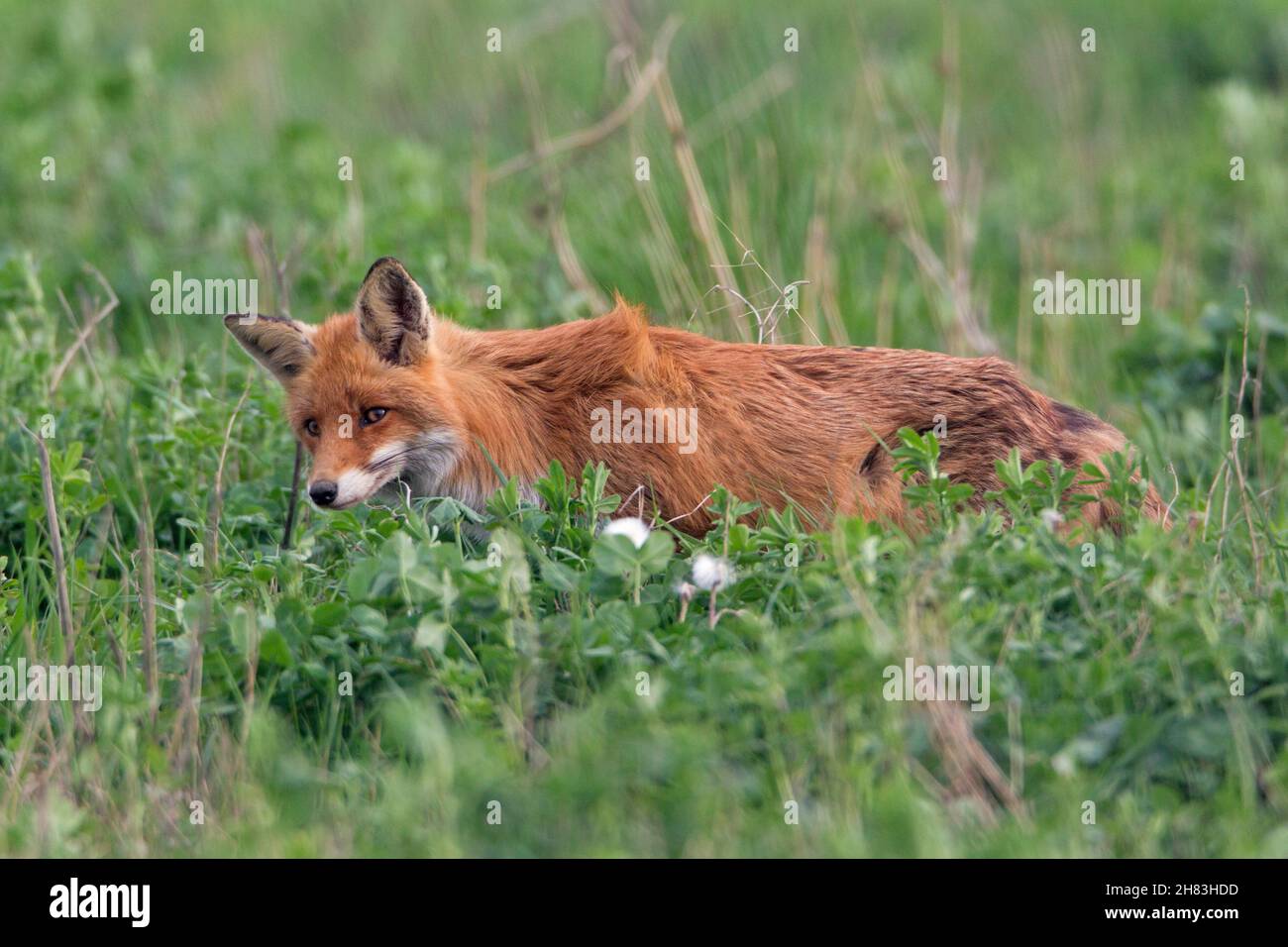 Fox hunting prey hi-res stock photography and images - Alamy