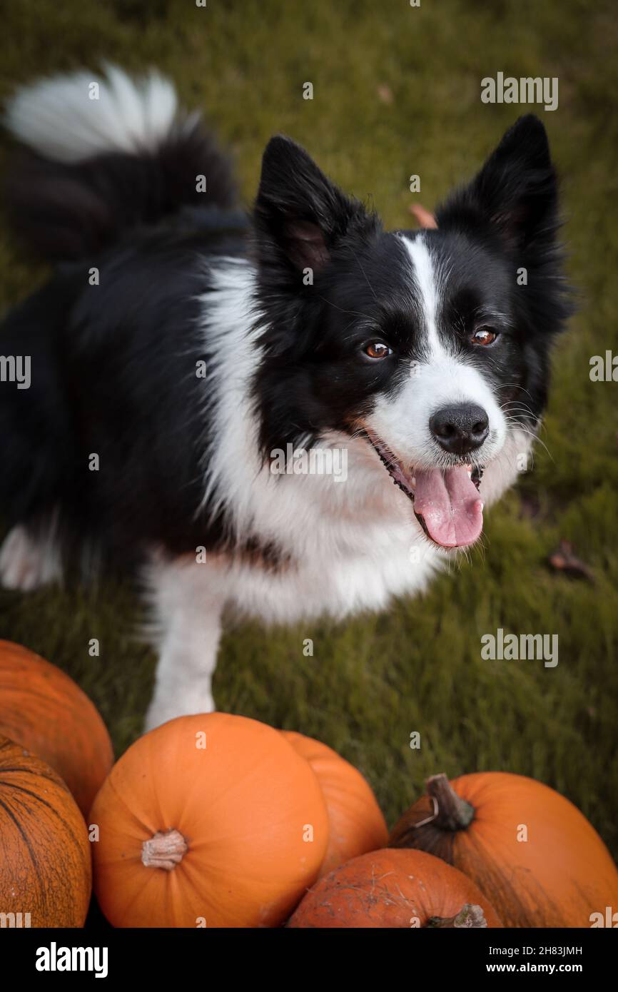 Top View of Furry Border Collie Looking at Camera next to Orange ...
