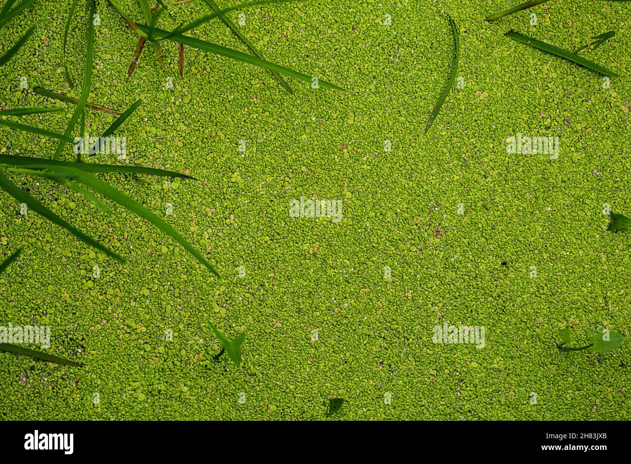 Duckweed covered on the water surface of the river in summer Stock ...