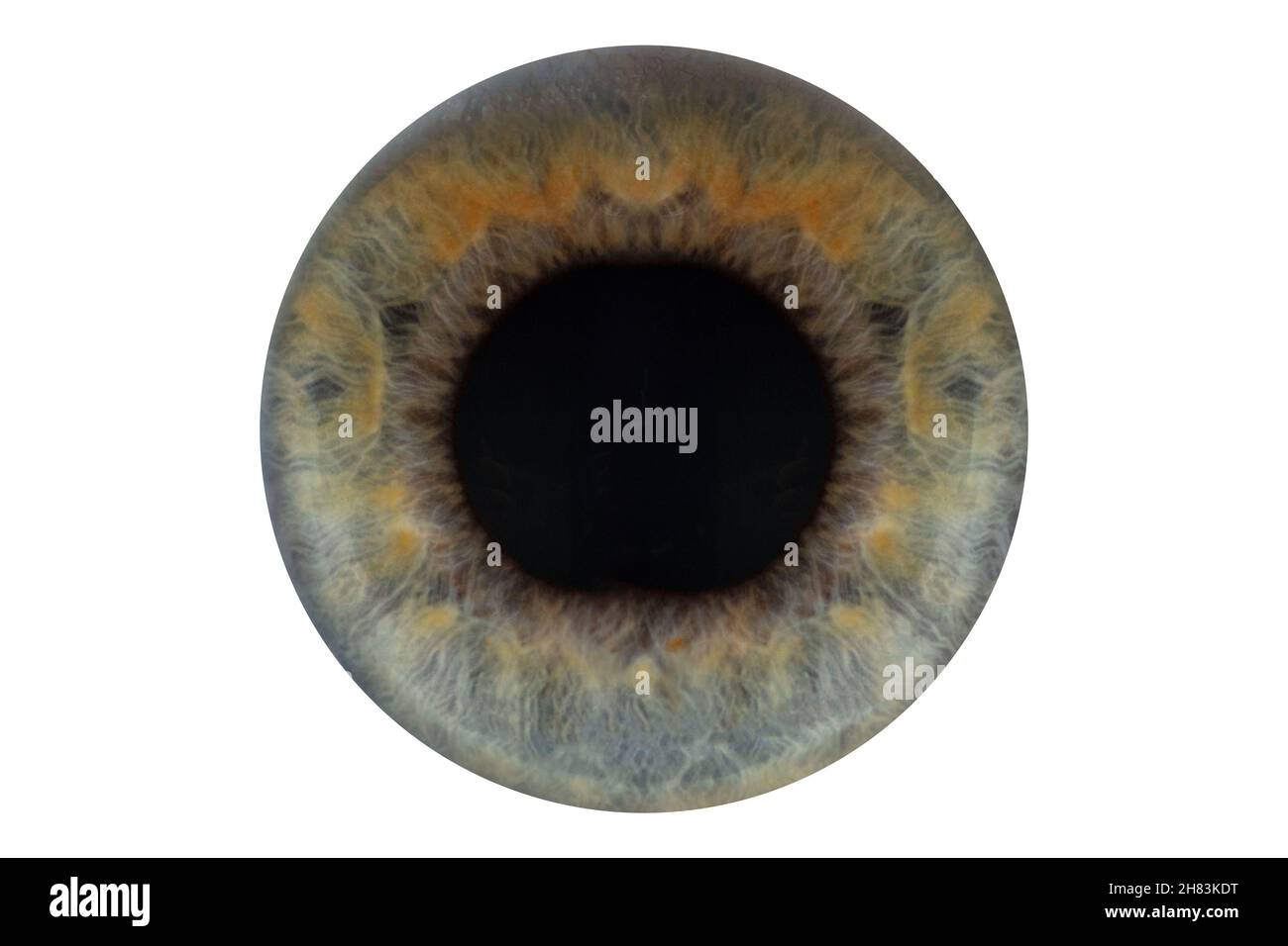 blue pupil on white background isolate Stock Photo - Alamy