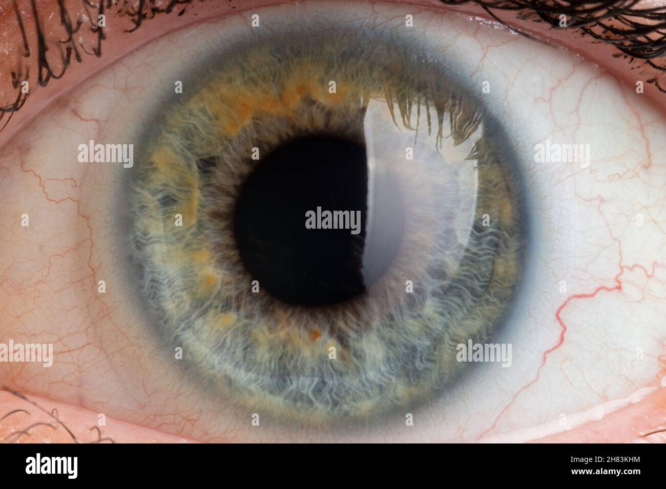 blue pupil on the eye close-up Stock Photo - Alamy