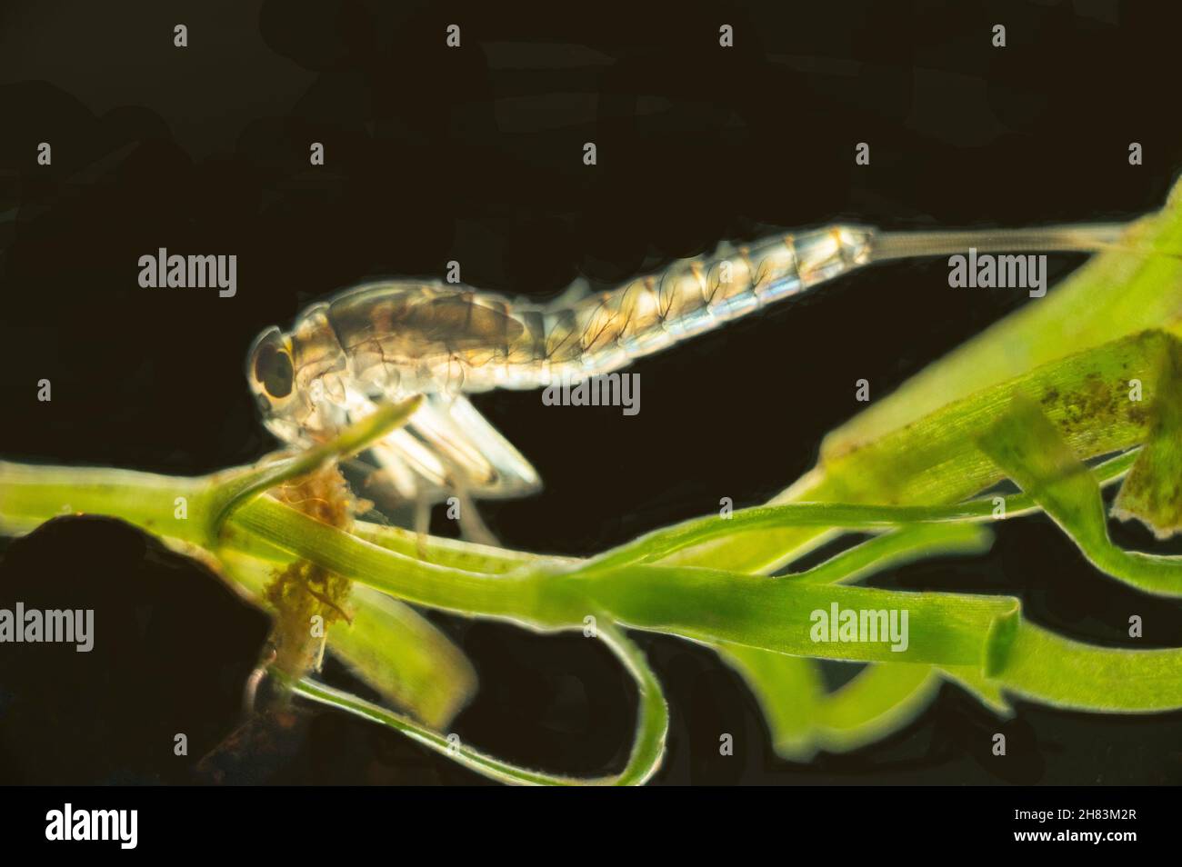Large dark olive Baetis rhodani Stock Photo - Alamy