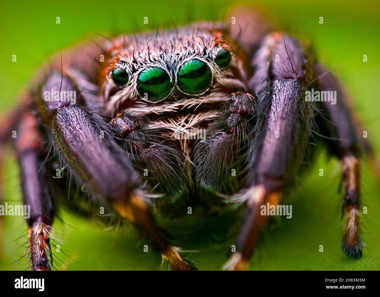 Portrait of Evarcha arcuata jumping spider portrait Stock Photo - Alamy