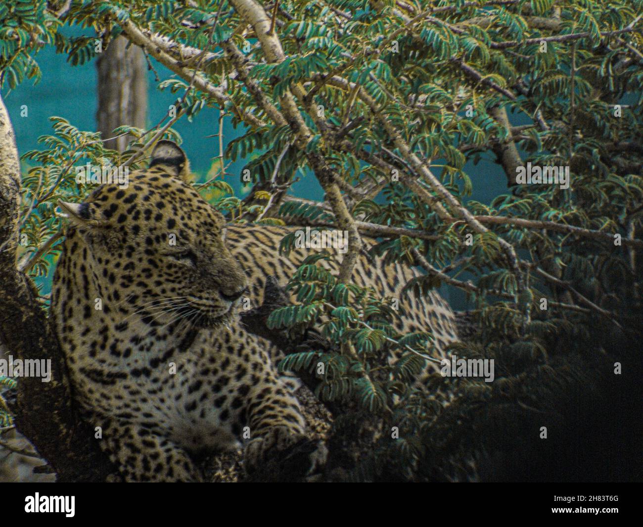 Closeup of an African leopard on trees in a zoo in the daylight Stock ...