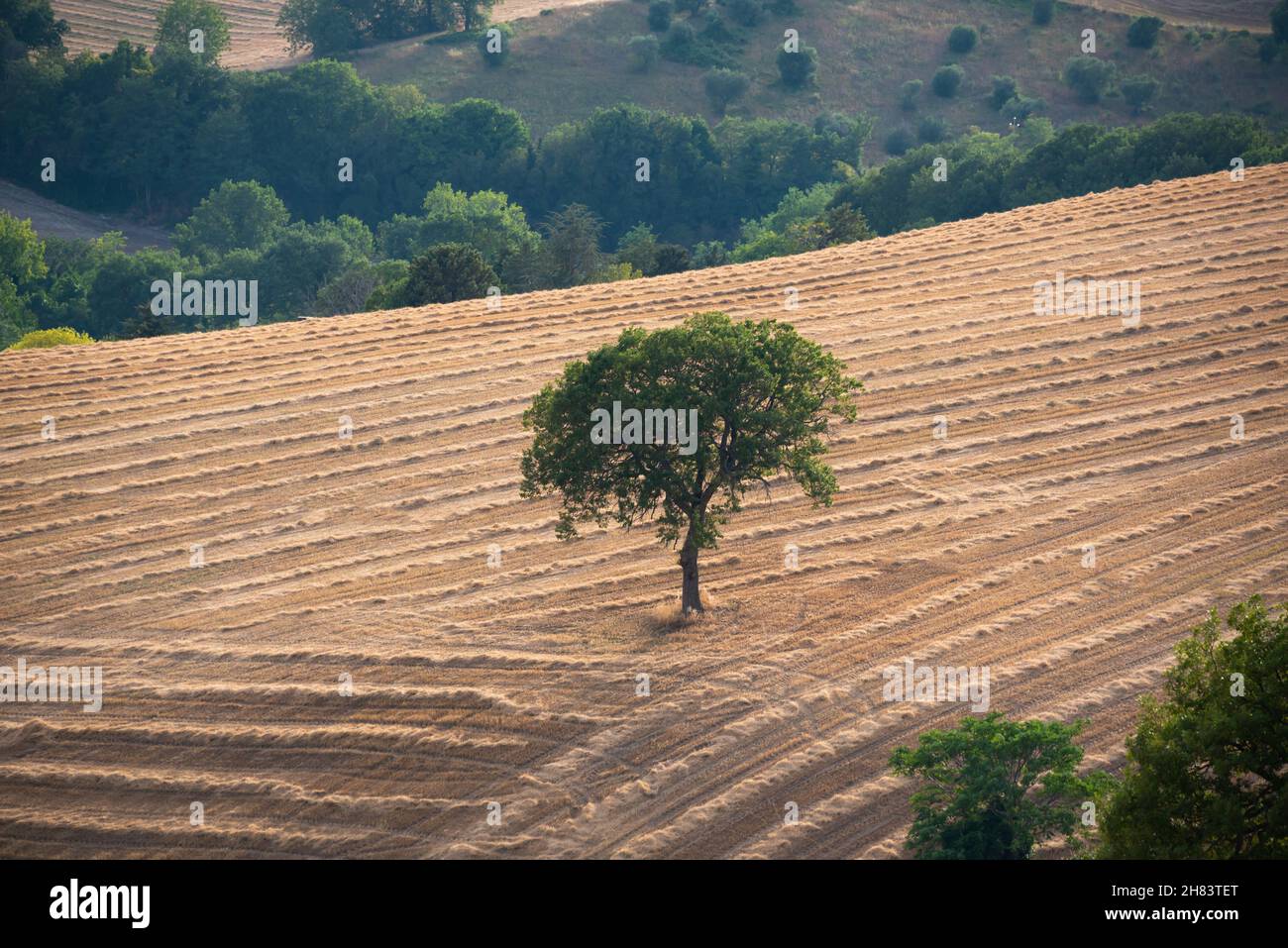 Rural landscape with farm fields and trees Stock Photo - Alamy