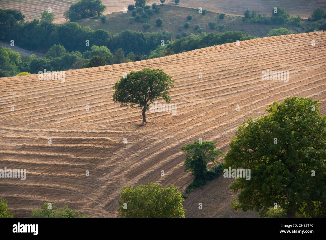 Rural landscape with farm fields and trees Stock Photo - Alamy