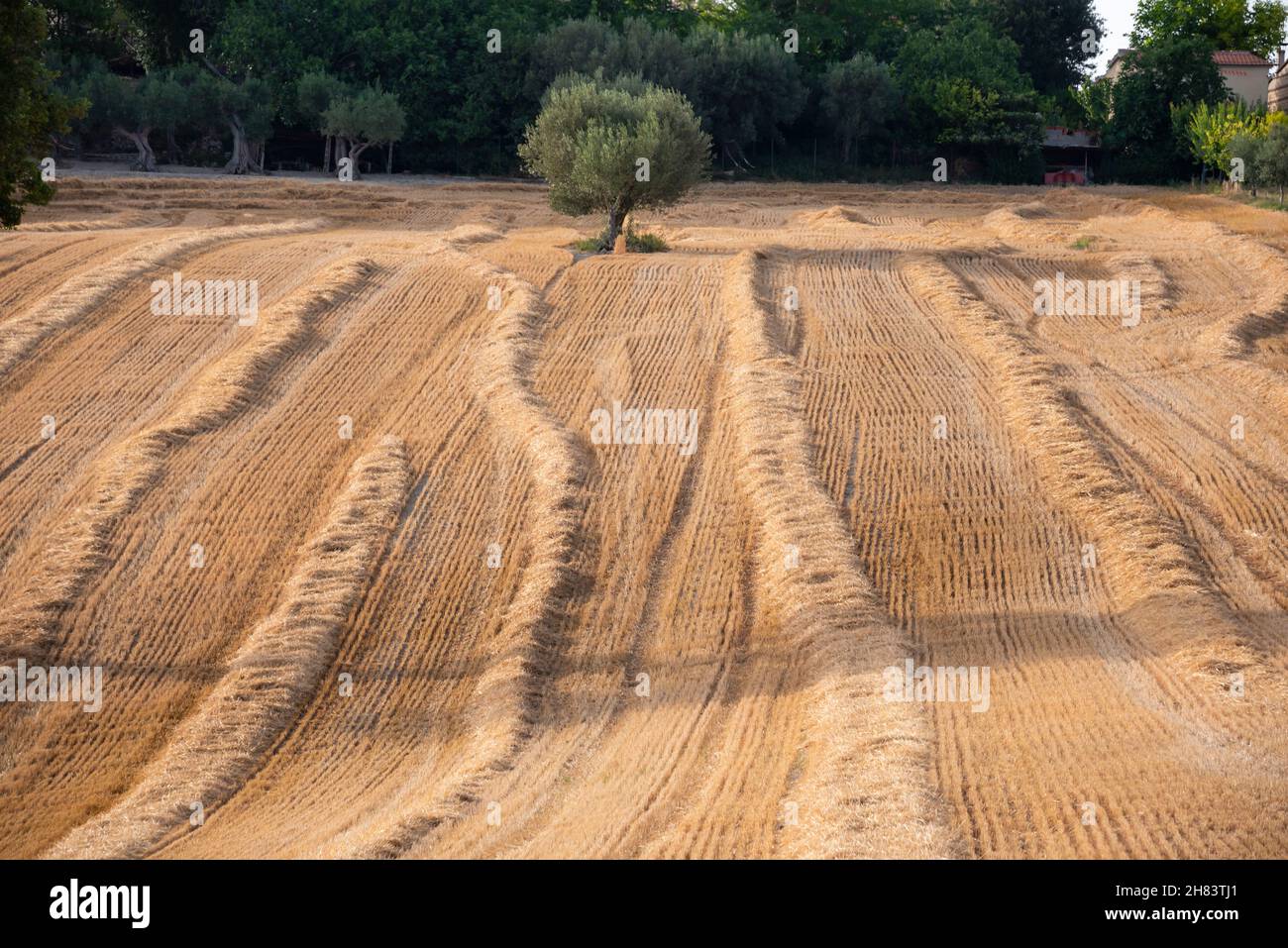 Rural landscape with farm fields and trees Stock Photo - Alamy