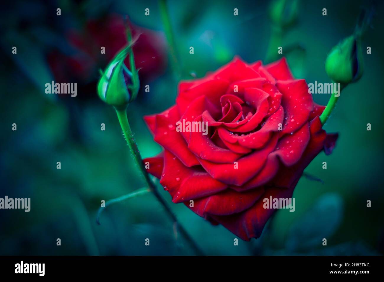 Beautiful big red rose growing in the garden. One lush opened flower ...