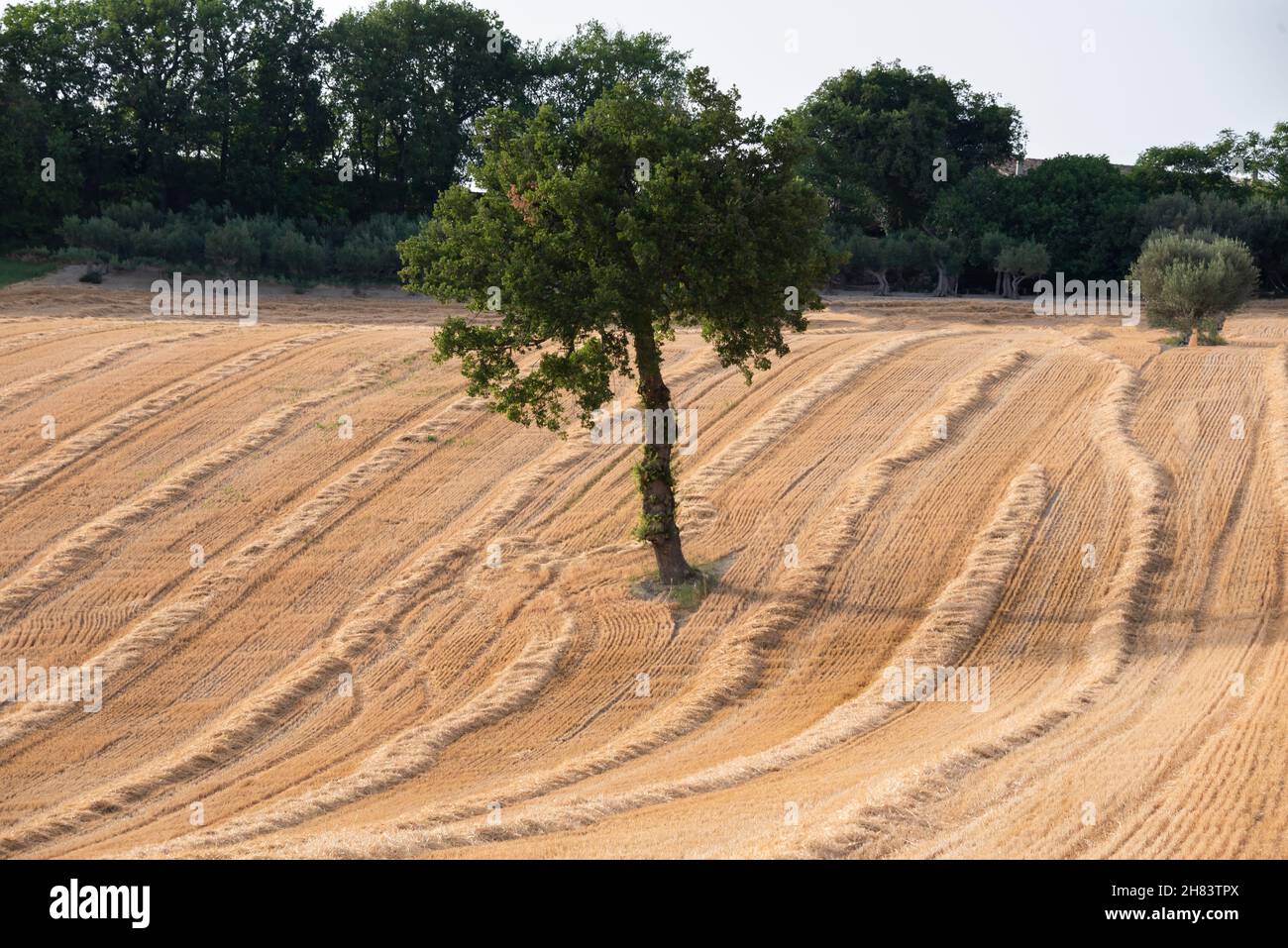 Rural landscape with farm fields and trees Stock Photo - Alamy