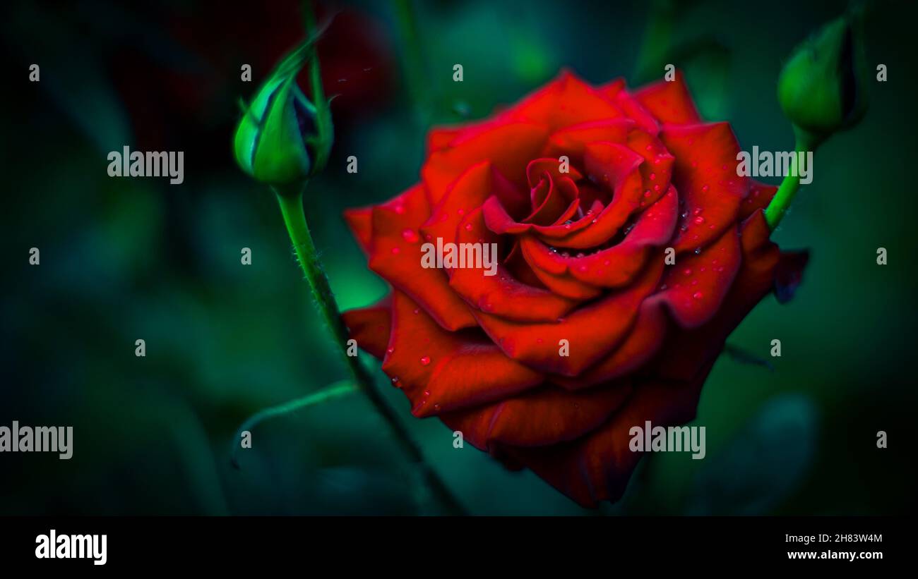 Lush red rose growing in the garden. One opened flower head in green ...