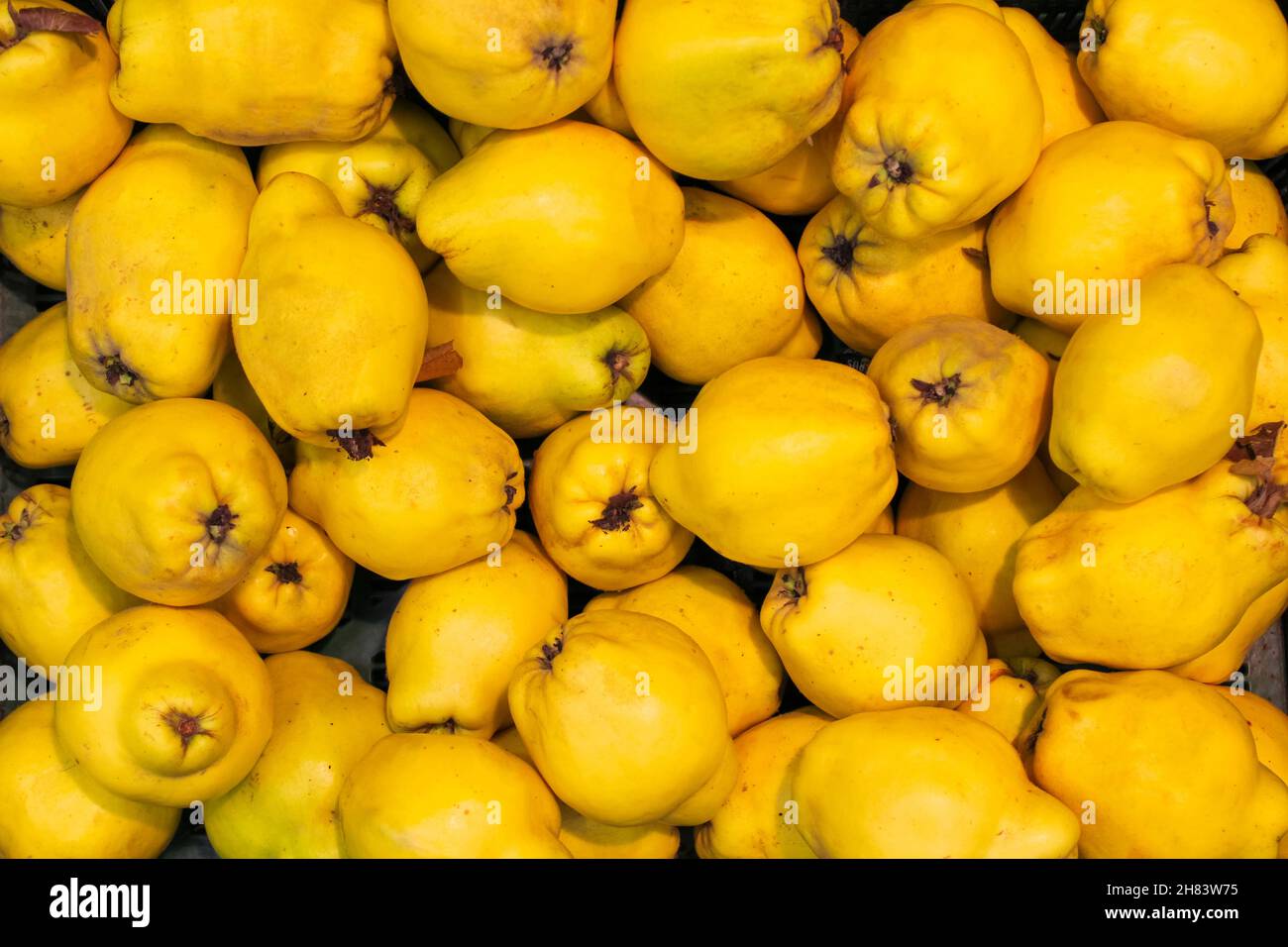 Lot of ripe yellow quince fruits ripened and harvested for sale in a ...