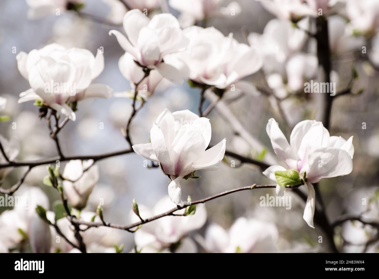 Magnolia spring flowers Stock Photo - Alamy