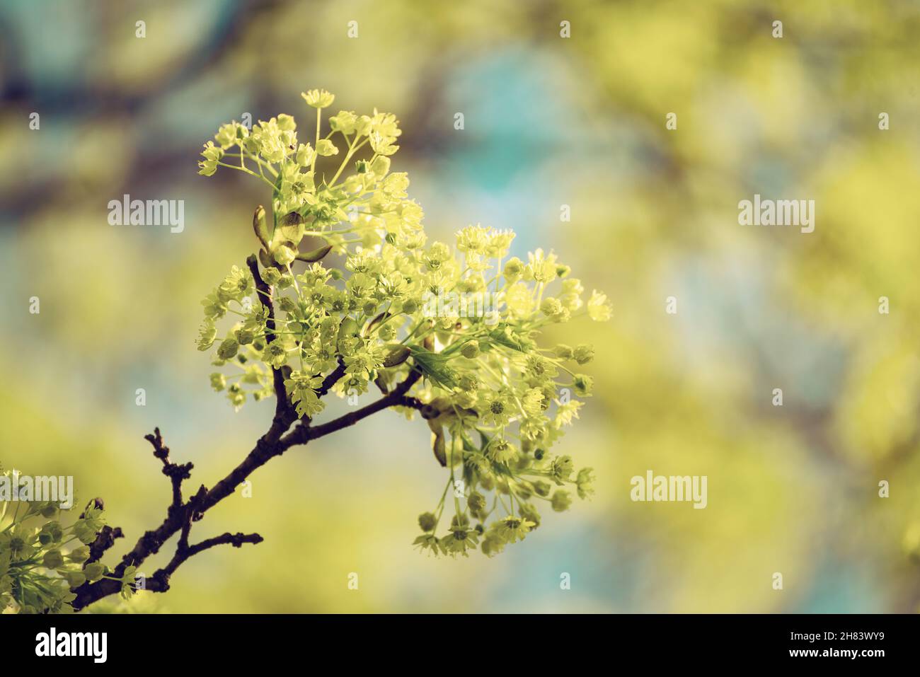 Blooming of maple tree Stock Photo - Alamy