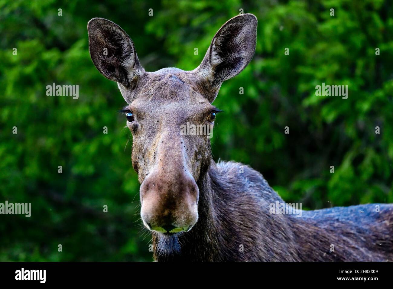 Close up moose nose hi-res stock photography and images - Alamy