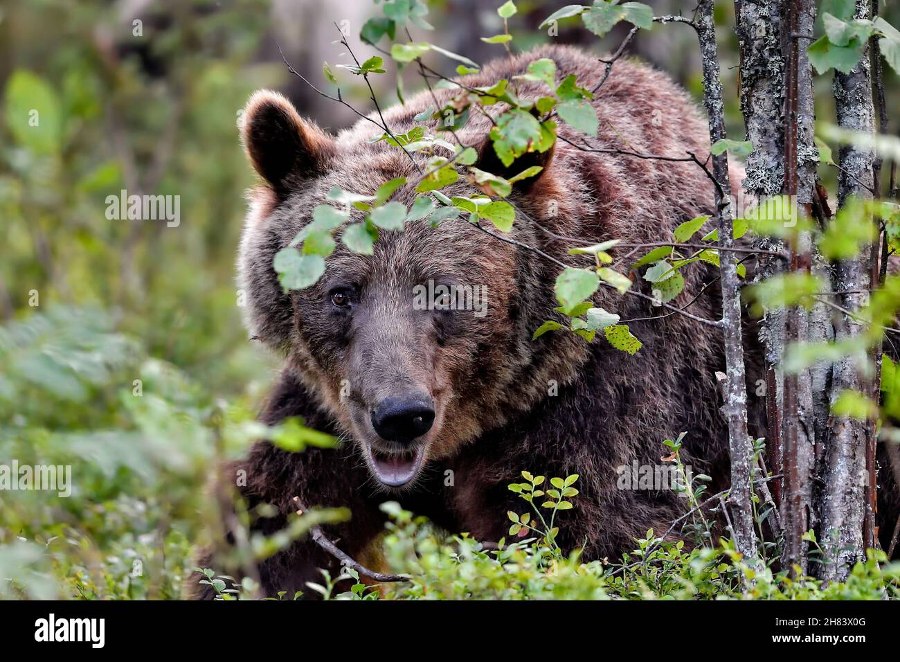 Bear is taking a closer look Stock Photo - Alamy