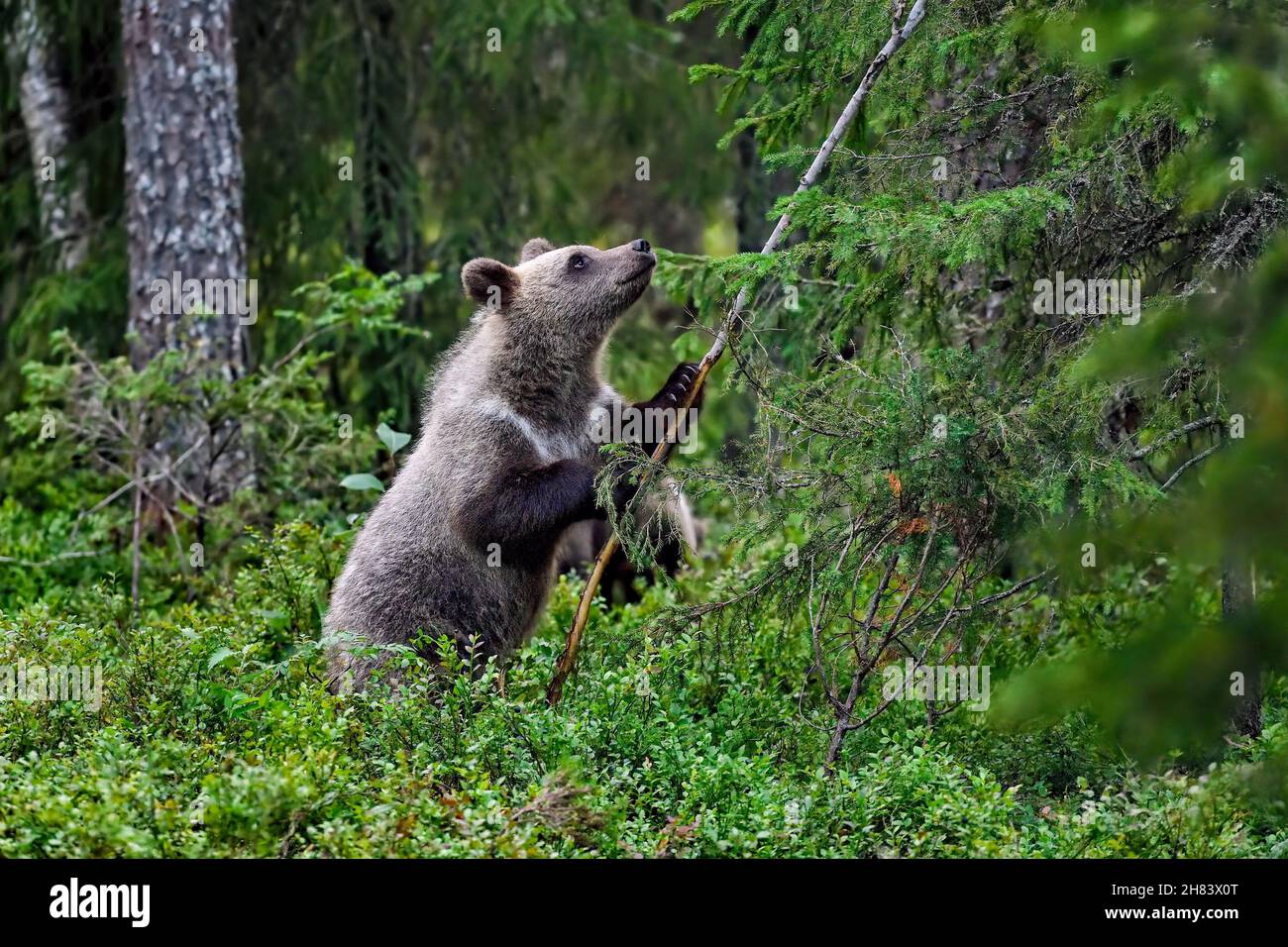 Bear cub versus "stick Stock Photo - Alamy