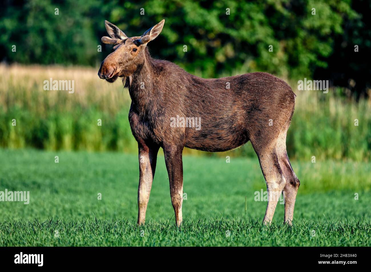 Close up moose nose hi-res stock photography and images - Alamy