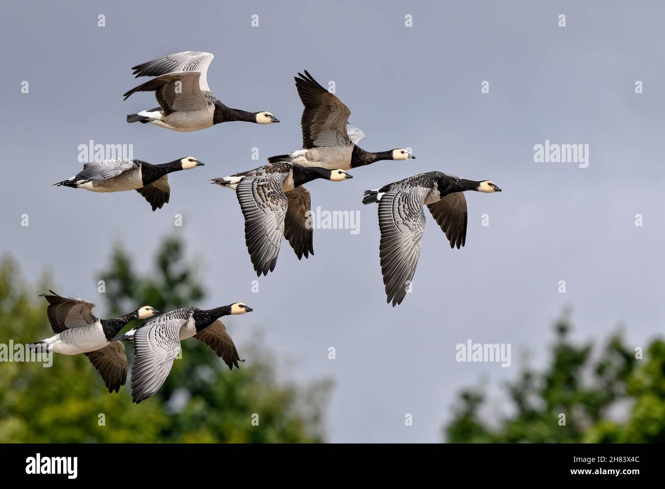 Barnacle goose. Time to migrate Stock Photo - Alamy