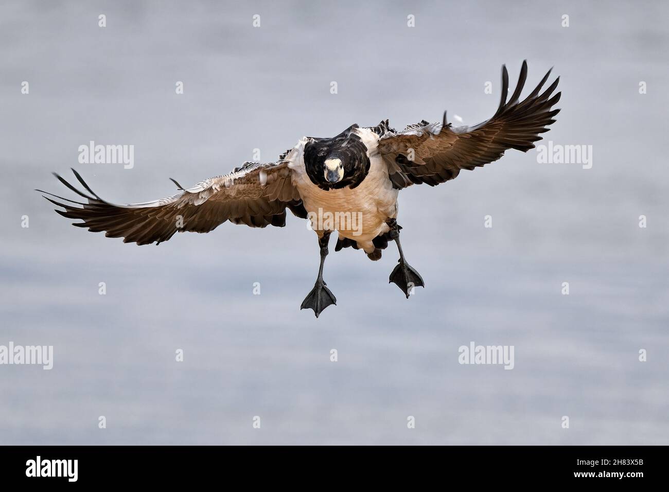 Barnacle goose. Breaking before landing Stock Photo - Alamy