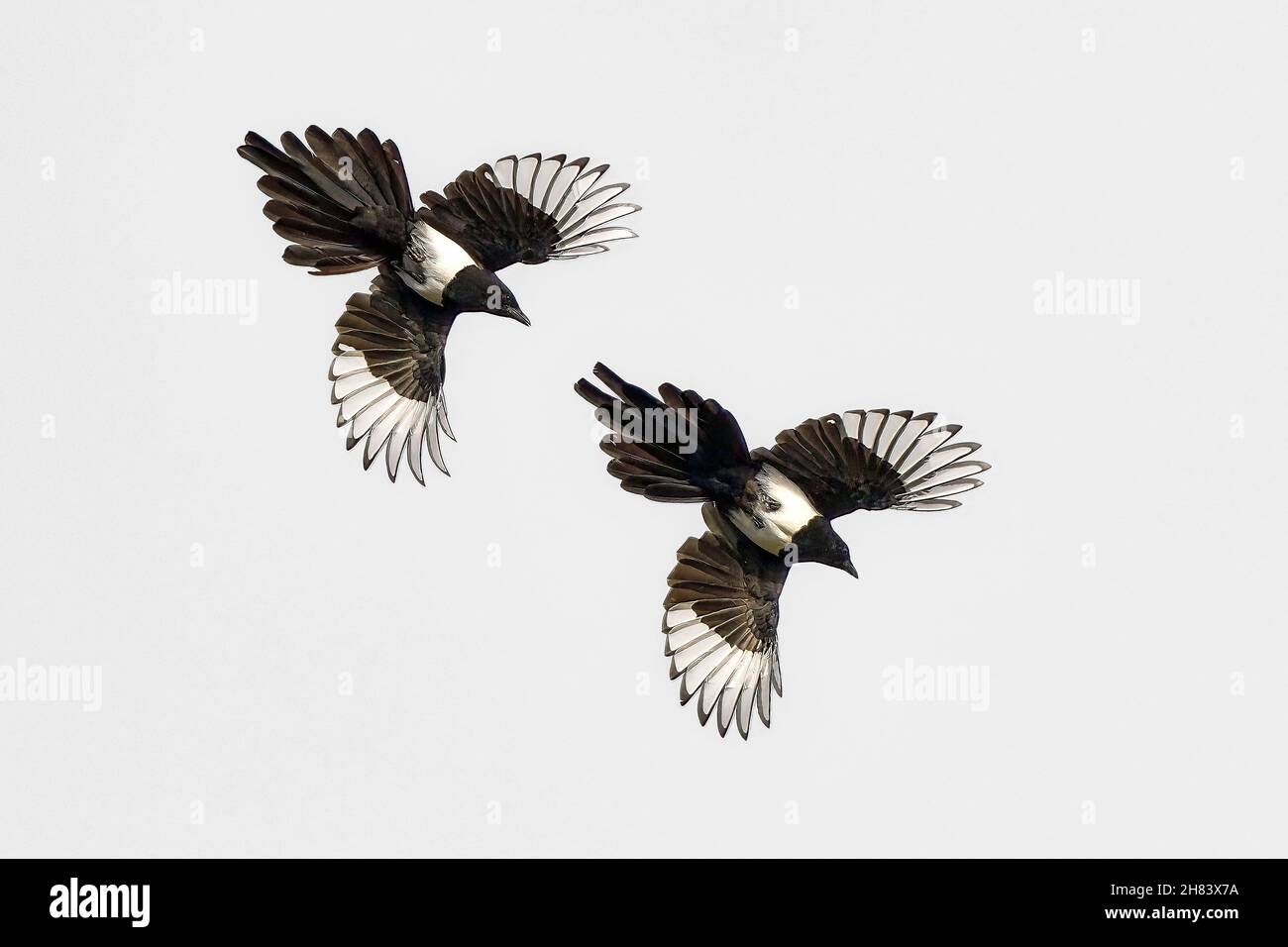 Magpie chase in the air Stock Photo - Alamy