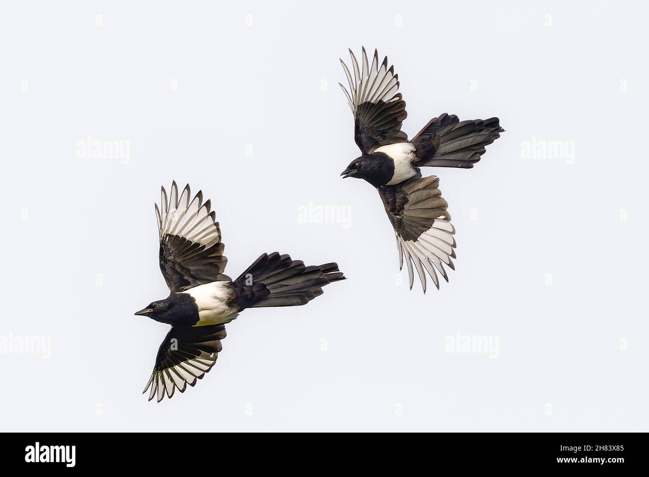 Magpie chase in the air Stock Photo - Alamy