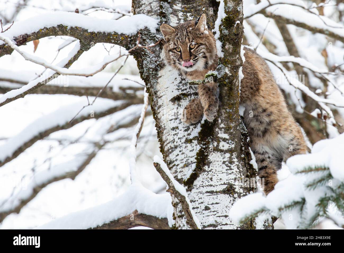 Bobcat (Felis rufus) climbing in a Wisconsin poplar tree in November ...