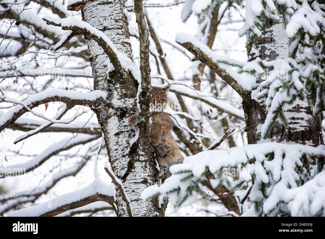 Bobcat in snow hi-res stock photography and images - Alamy