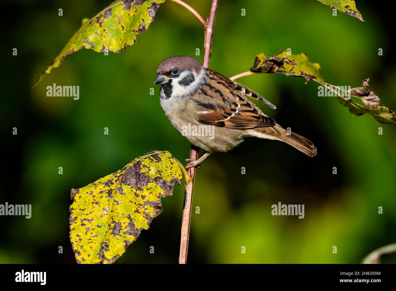 Tree sparrow group hi-res stock photography and images - Alamy