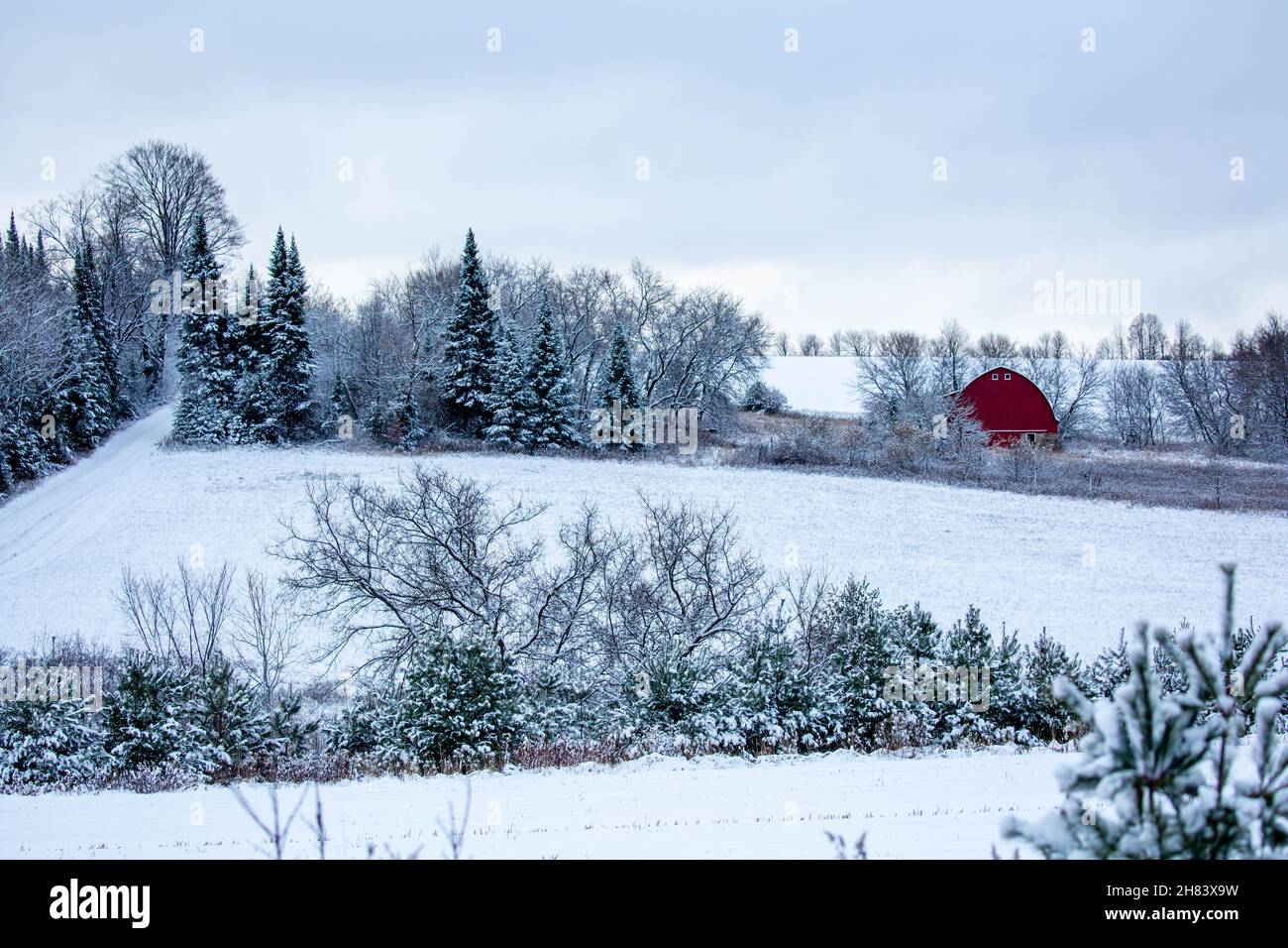 Old red barn in a Wisconsin with a snow covered forest, horizontal ...