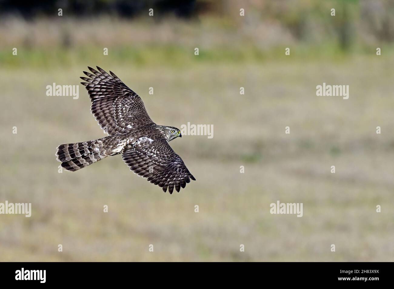 Northern goshawk hi-res stock photography and images - Alamy